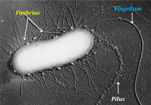 BIOL2320-2H1-HYB-SP25: Fimbriae | TCOnline