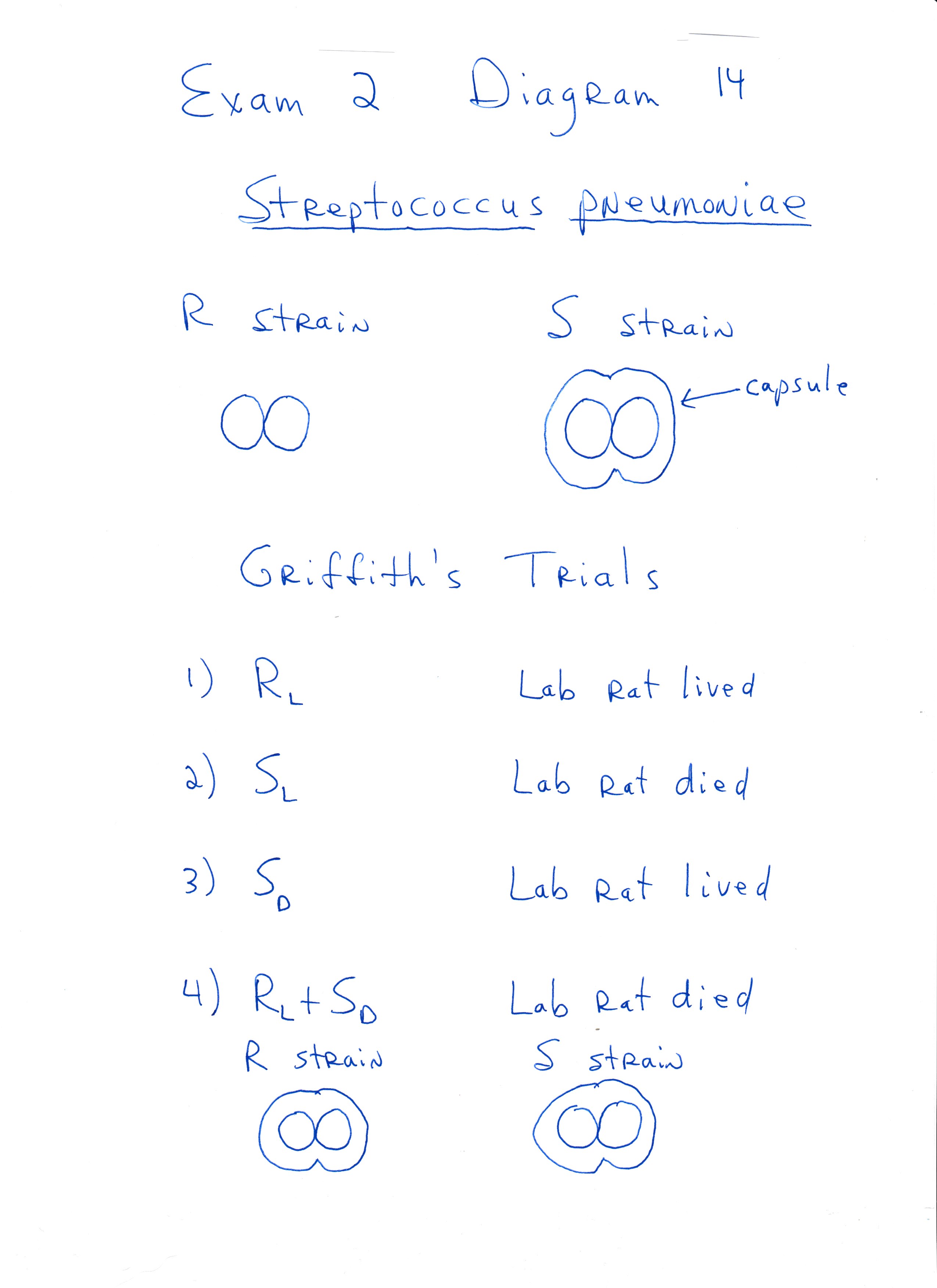 BIOL2320-2H1-HYB-SP25: Exam2Diag14 | TCOnline